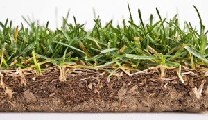 Lawn Thatch: What it is and How to Deal With it - GardenSeeker.com
