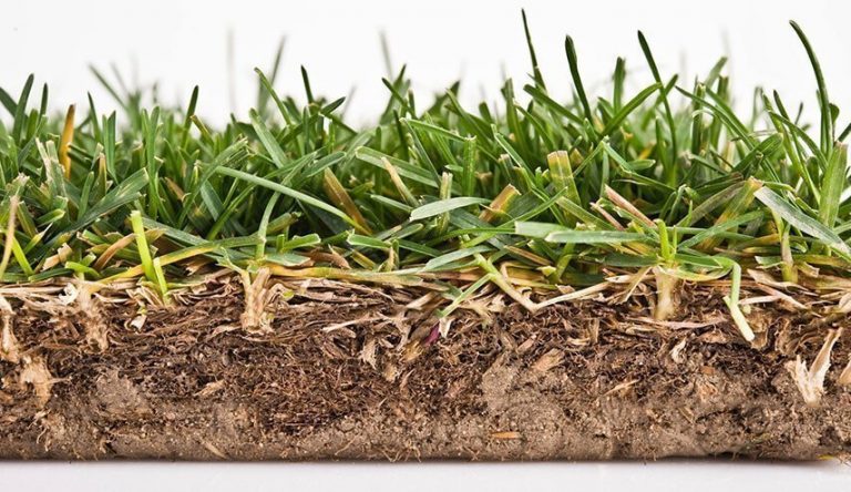 Lawn Thatch: What it is and How to Deal With it - GardenSeeker.com