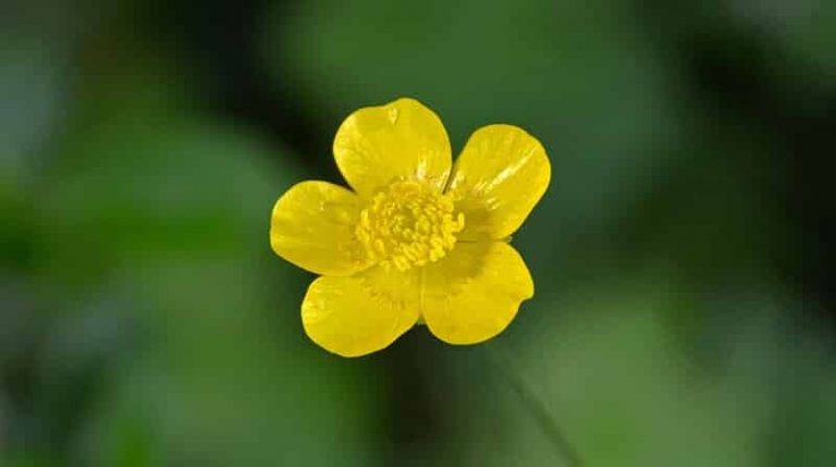 Buttercups in Your Lawn? How to Get Rid of Them Quickly & Easily