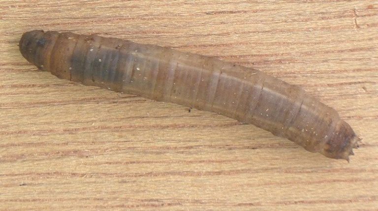 How to Stop Leatherjackets Ruining Your Lawn: Cure & Prevention