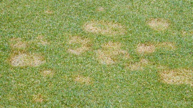 Fusarium Patch & Snow Mould: How to Identify it, Cure it & Prevent it