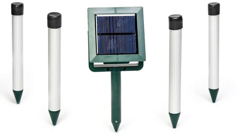 How to Get Rid of Moles From Your Garden Lawn & Stop them Returning