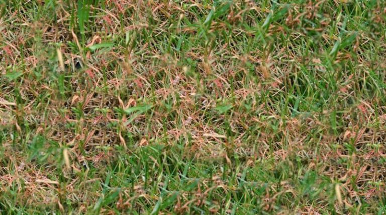 How to Treat Lawn Fungus Naturally - Prevention & Treatment