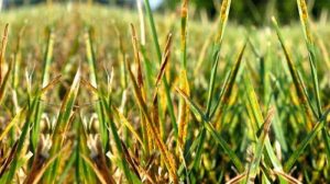 Lawn Rust Disease: How to Identify it, Treat it & Prevent it From Returning