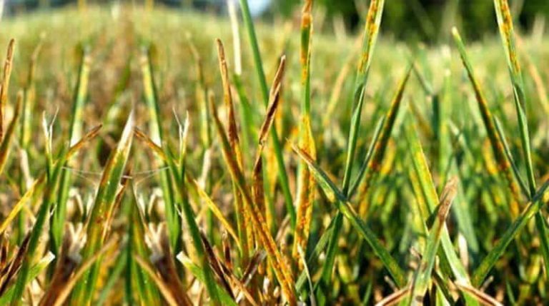 Lawn Rust Disease: How to Identify it, Treat it & Prevent it From Returning