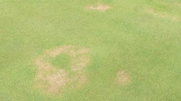 Take All Patch: How to Identify it, Remove it & Prevent if Coming Back