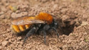 Miner Bees in Your Lawn? What to Do About Ground Nesting Bees