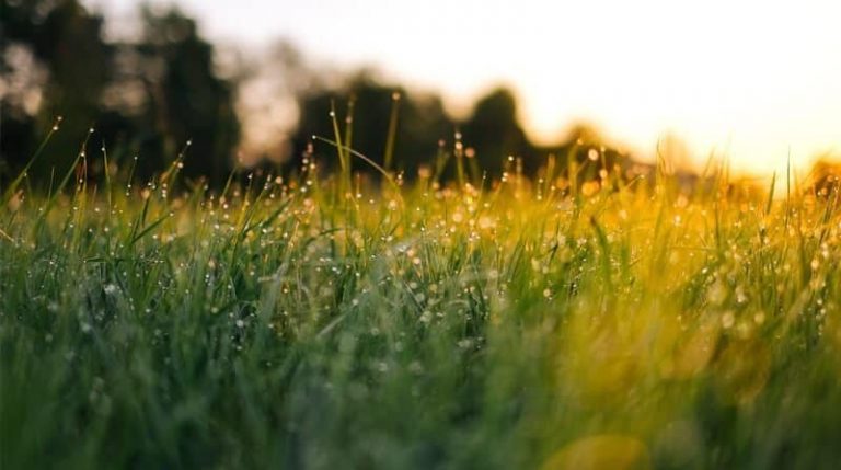 Lawn Care Calendar: A Month-by-Month Lawn Treatment Guide