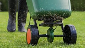 Using Lawn Sand to Kill Moss and Feed Your Lawn in the Spring