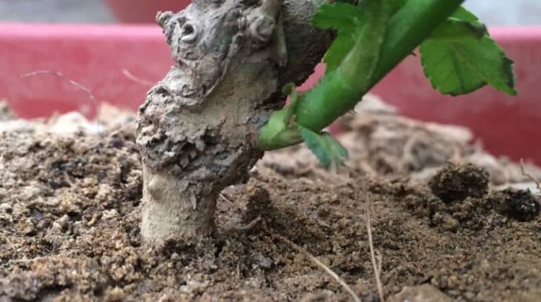 Rose Suckers: How to Identify & Get Rid of Them - GardenSeeker.com