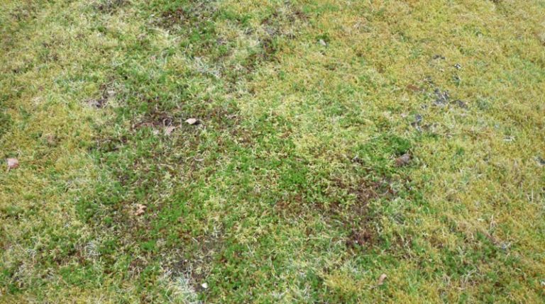 Lawn Thatch: What it is and How to Deal With it - GardenSeeker.com