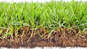 Lawn Thatch: What it is and How to Deal With it - GardenSeeker.com