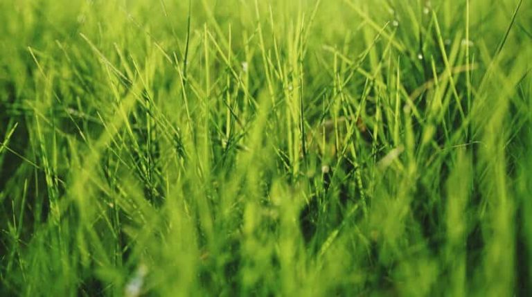 How to Cut Long Grass Quickly and Without Ruining Your Lawn
