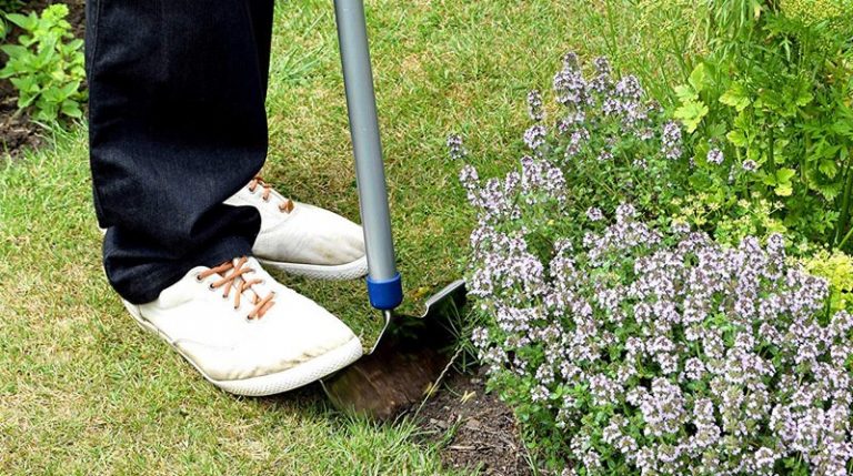 How to Edge a Lawn: Your Complete Guide to Perfect Lawn Edges