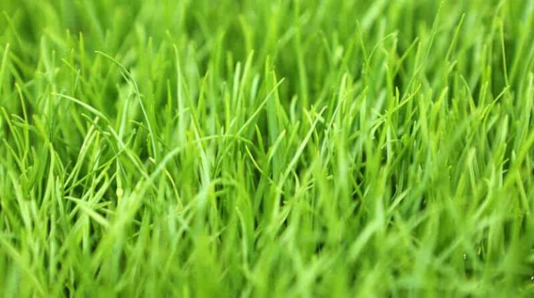 Which Types of Grass Are Best For UK Lawns? When To Use Which Type