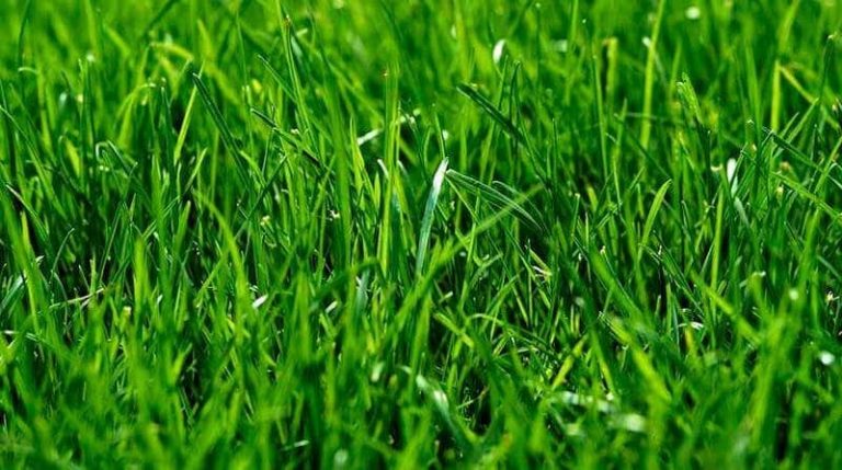 Which Types of Grass Are Best For UK Lawns? When To Use Which Type Which Types of Grass Are Best For UK Lawns? When To Use Which Type