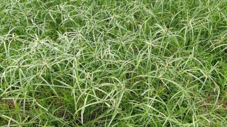 Nutgrass Nut Grass or Purple Nut Sedge in Lawns and Garden ...