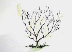 Pruning Acers - How & When To Prune Japanese Maples - GardenSeeker.com