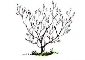 Pruning Acers - How & When To Prune Japanese Maples - GardenSeeker.com