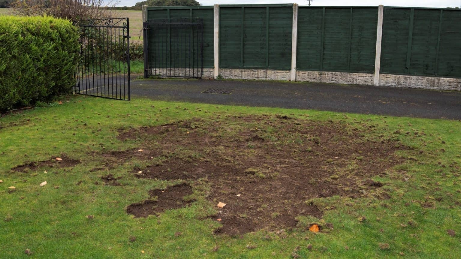 Grub Damage vs. Fungus - How to Identify Your Problem