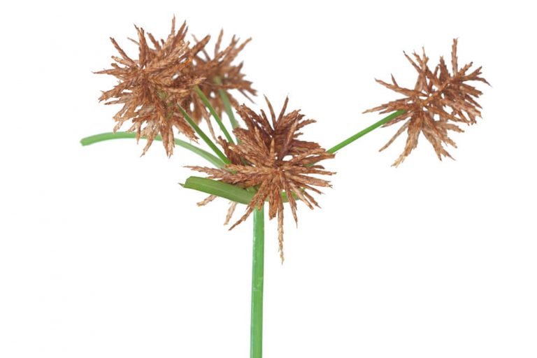 Nutgrass Nut Grass or Purple Nut Sedge in Lawns and Garden ...