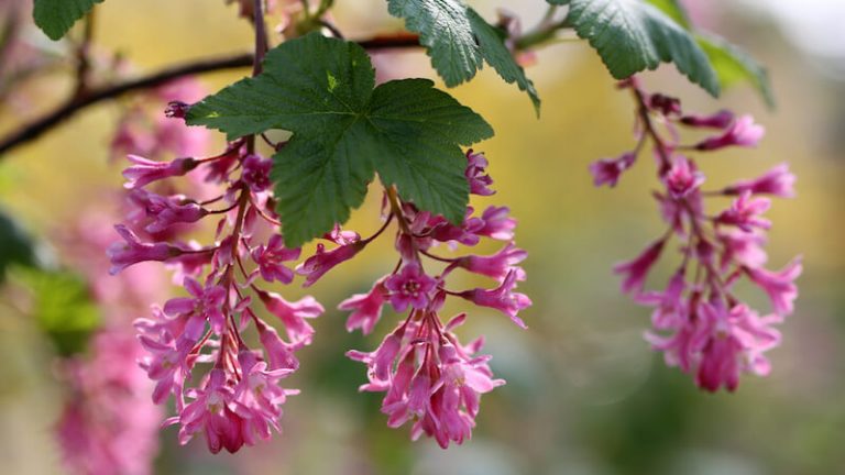 Pruning Ribes - Flowering Currant - How & When to Prune - GardenSeeker.com