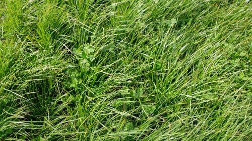 Pros And Cons of Ryegrass - Should You Go for It?